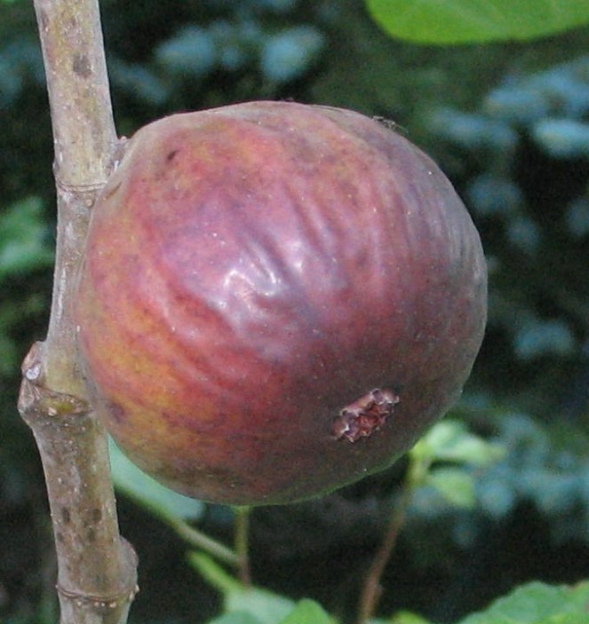 Brown Sugar Figs – Mountain Figs