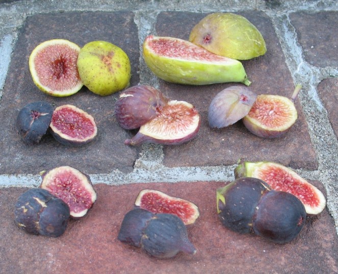 Fig Plates – Mountain Figs