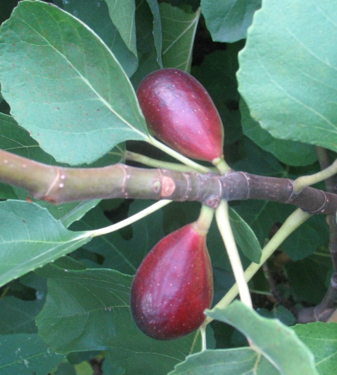 LSU Purple – Mountain Figs