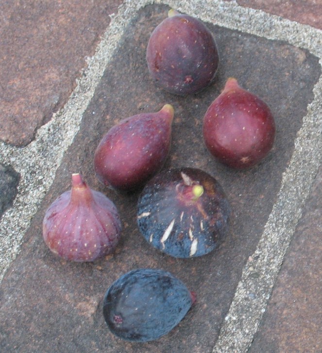 Fig Plates – Mountain Figs