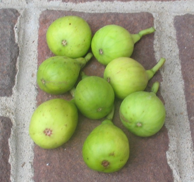 Paradiso – Mountain Figs