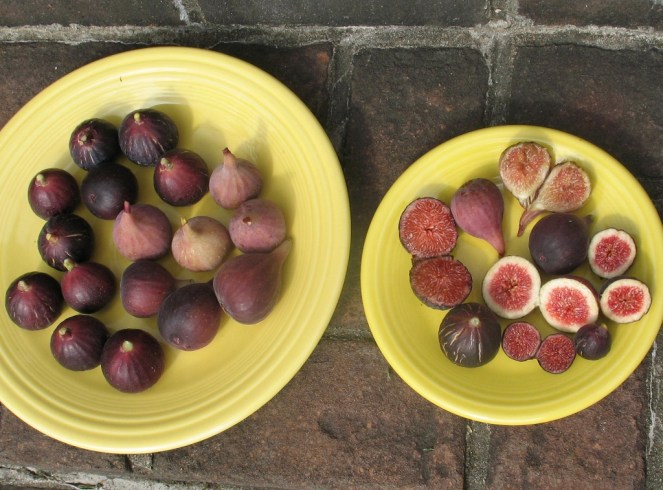 Fig Plates – Mountain Figs