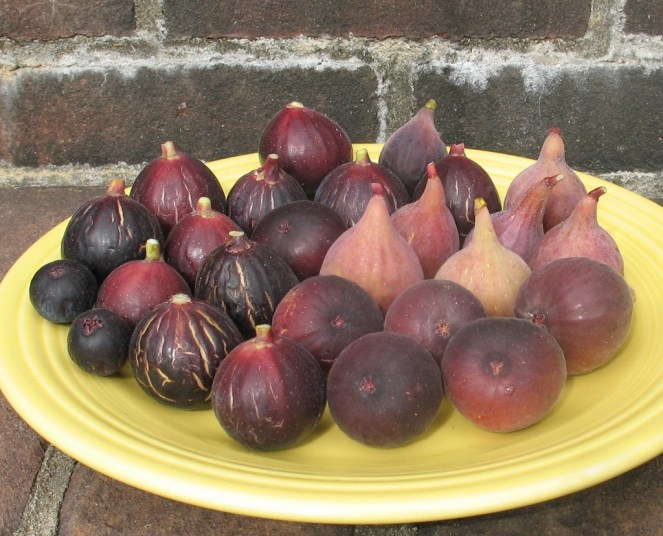 Fig Plates – Mountain Figs