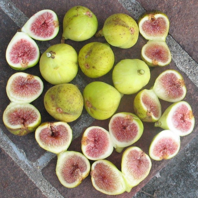 Figs & High Mountains – Mountain Figs