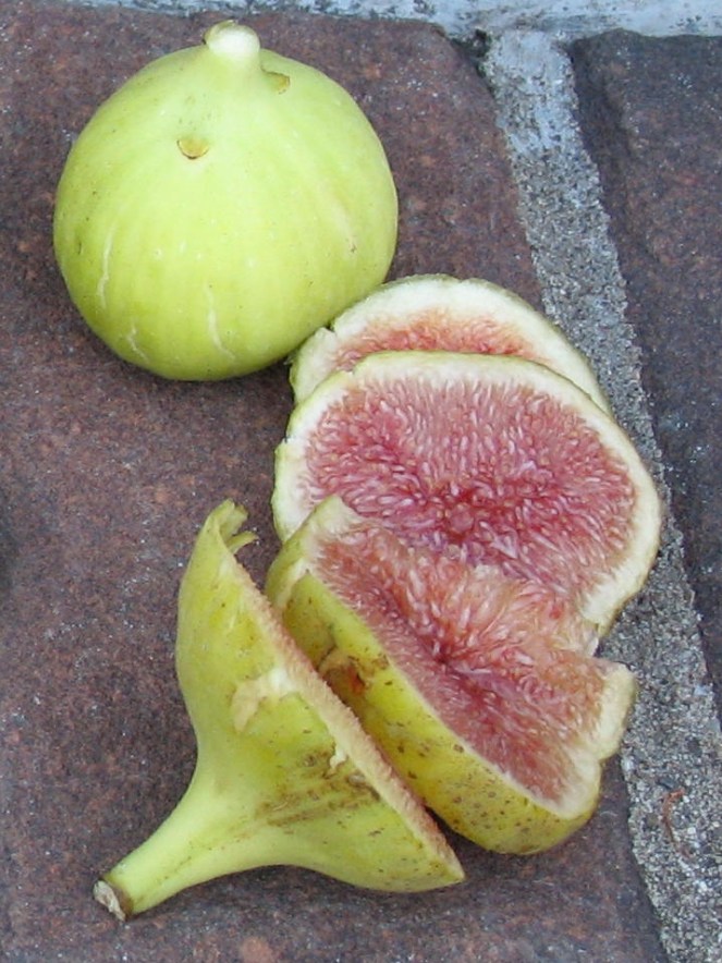 Figs & High Mountains – Mountain Figs