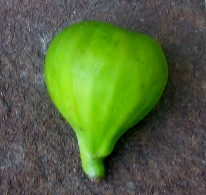 Calverte – Mountain Figs