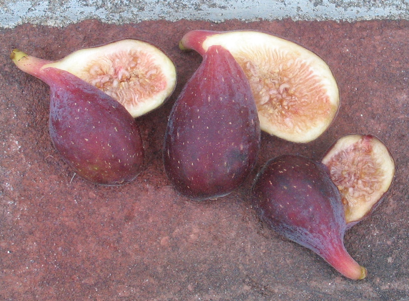 O’Rourke and Improved Celeste: 2 Distinct Cultivars – Mountain Figs
