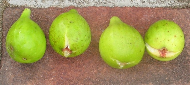 Paradiso – Mountain Figs