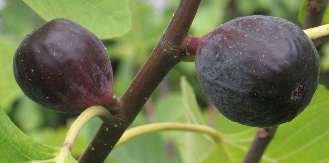 LSU Purple – Mountain Figs