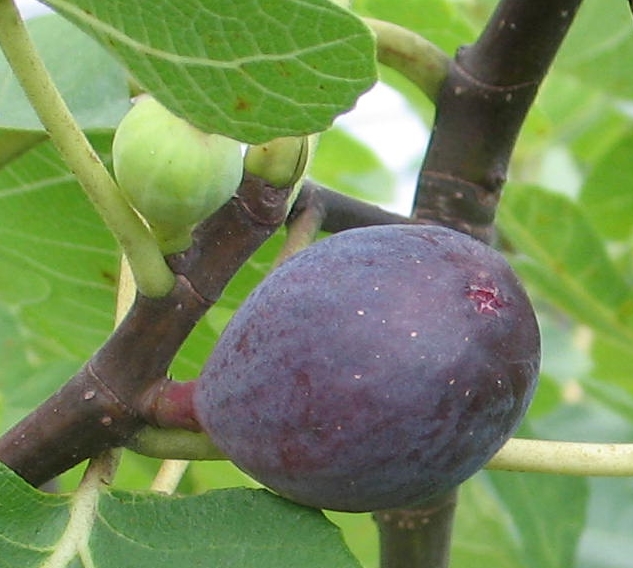 LSU Purple – Mountain Figs