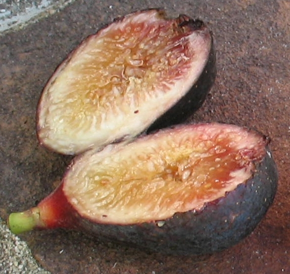 LSU Purple – Mountain Figs