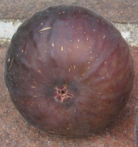 Mt Etna – Mountain Figs