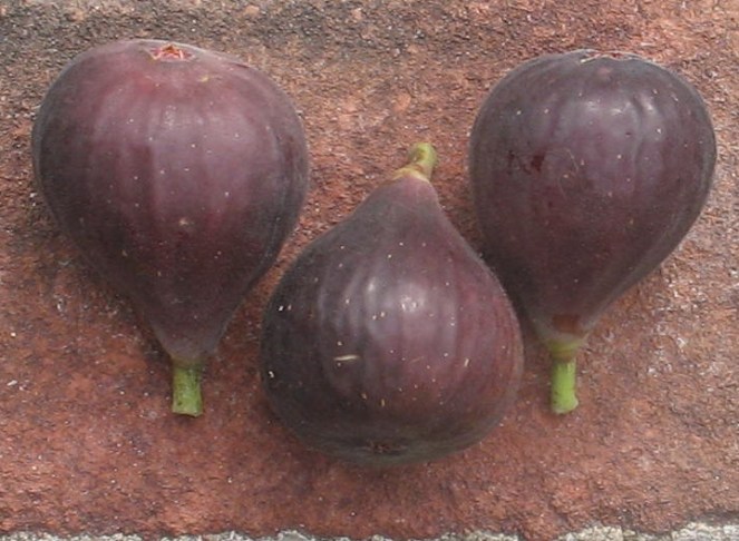 Mt Etna – Mountain Figs