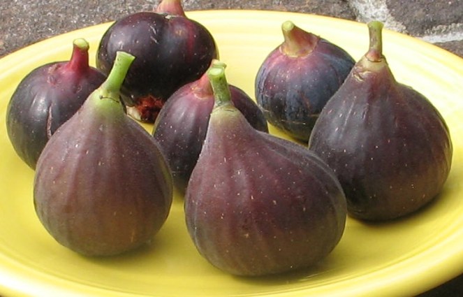 Mt Etna – Mountain Figs