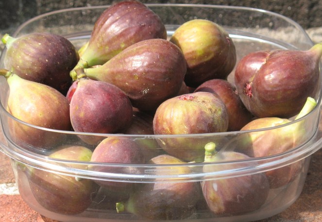 Mt Etna – Mountain Figs