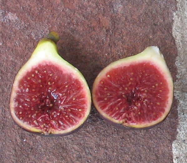 Black Madeira / Figo Preto – Mountain Figs