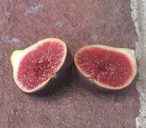 Black Madeira / Figo Preto – Mountain Figs
