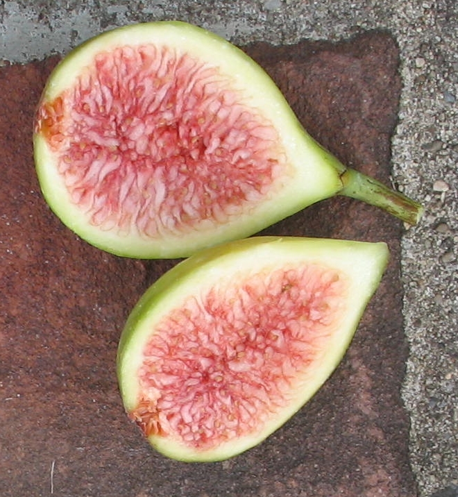 Longue d’Aout / Nordland – Mountain Figs