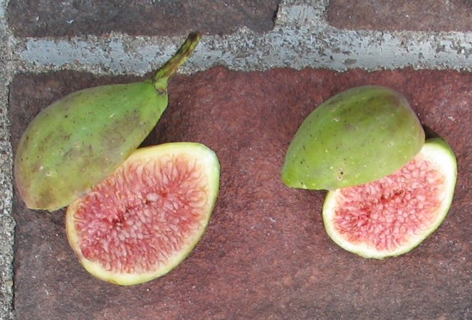 Longue d’Aout / Nordland – Mountain Figs