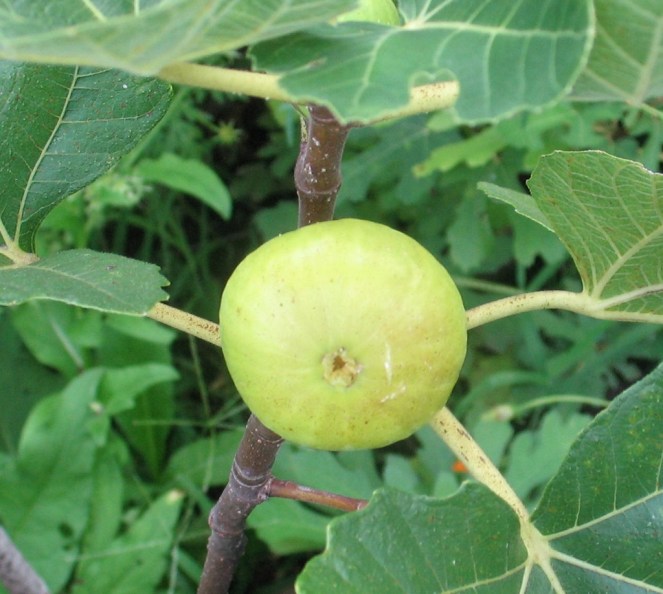 LSU Gold – Mountain Figs