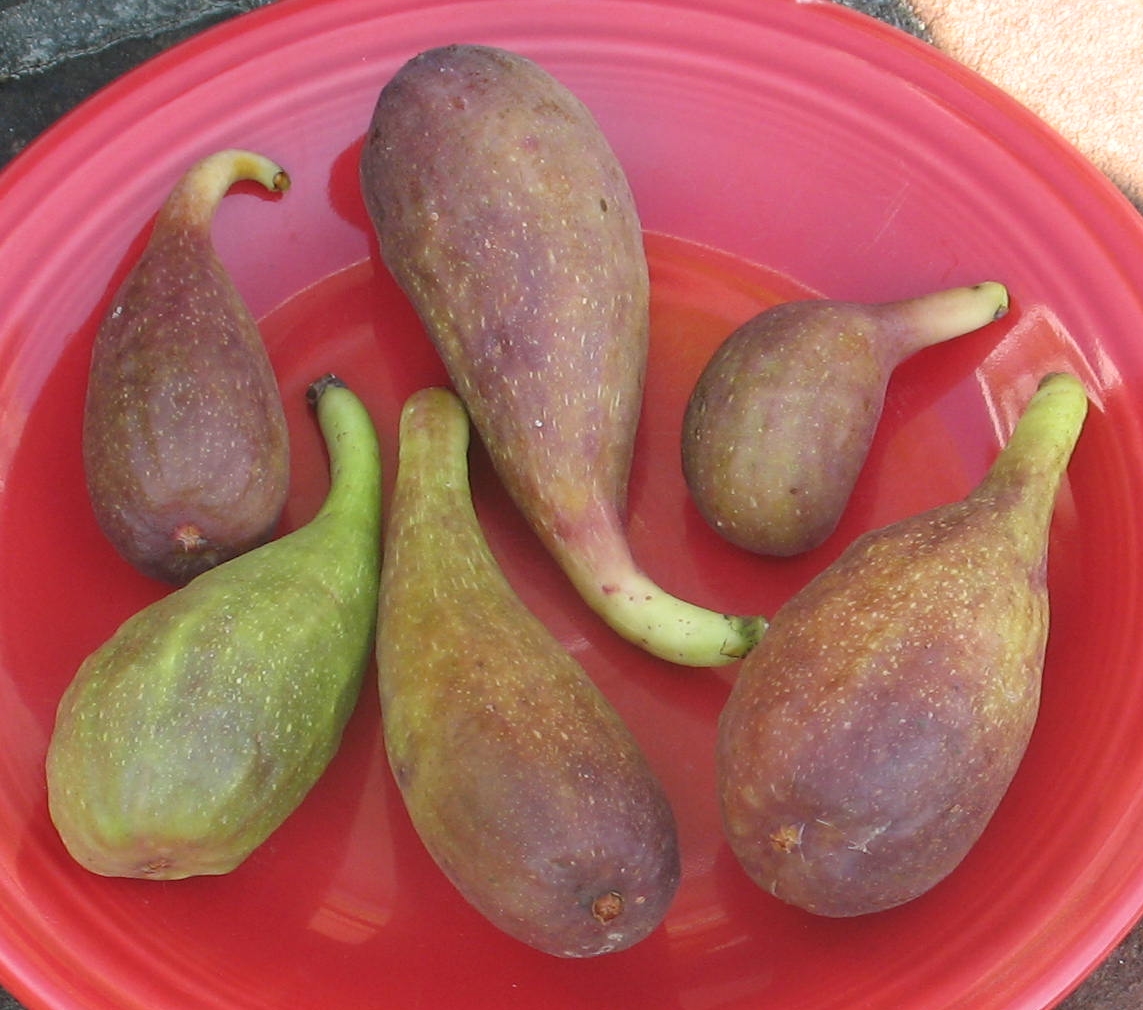 Nordland brebas (18) – Mountain Figs