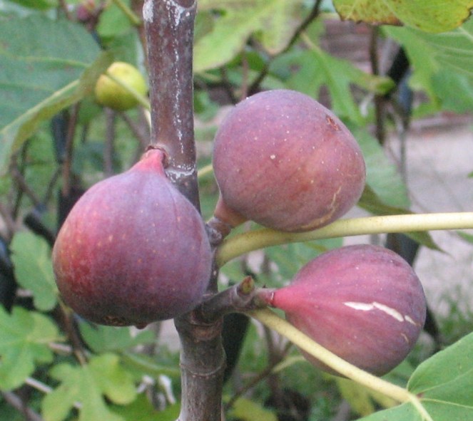 LSU Tiger – Mountain Figs