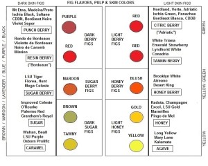 .. Fig Ripening Order & Short Season Tips – Mountain Figs