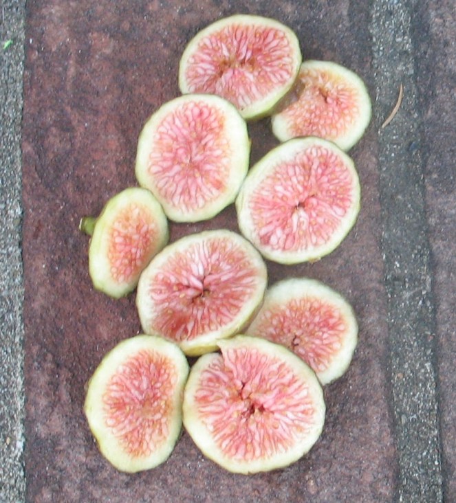 .. Fig Ripening Order & Short Season Tips – Mountain Figs