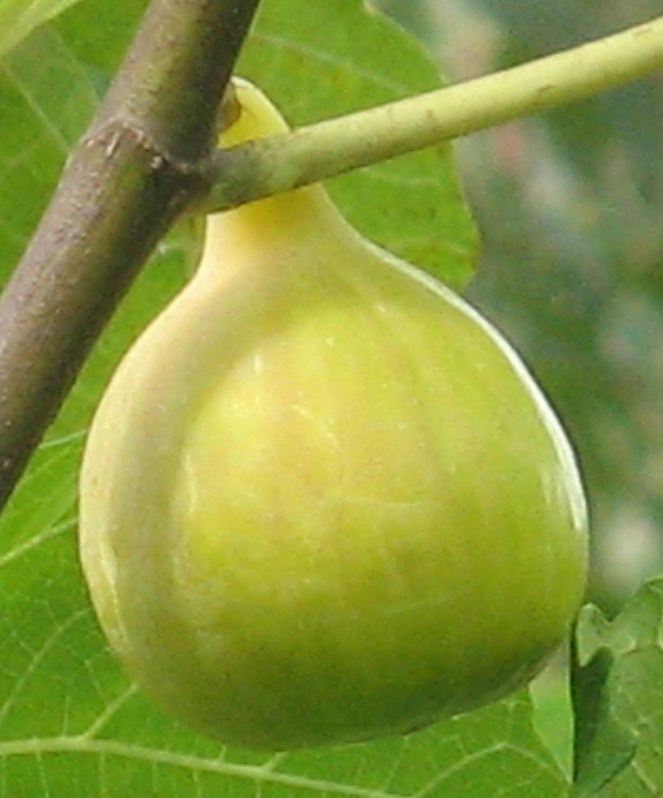 Long Yellow – Mountain Figs