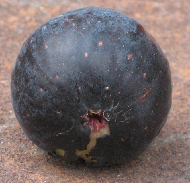 Sultane – Mountain Figs