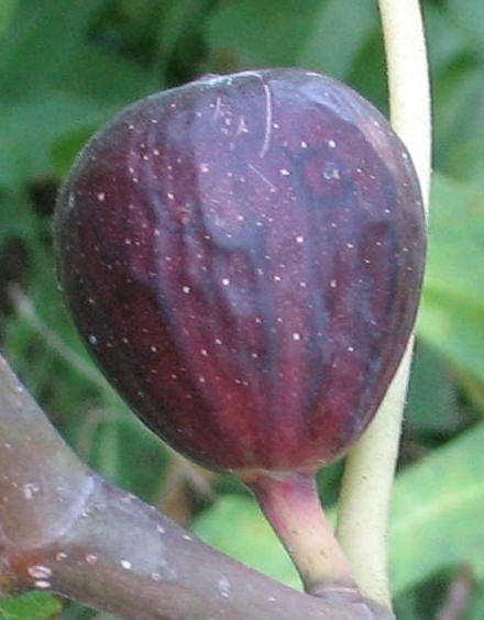 Sultane – Mountain Figs