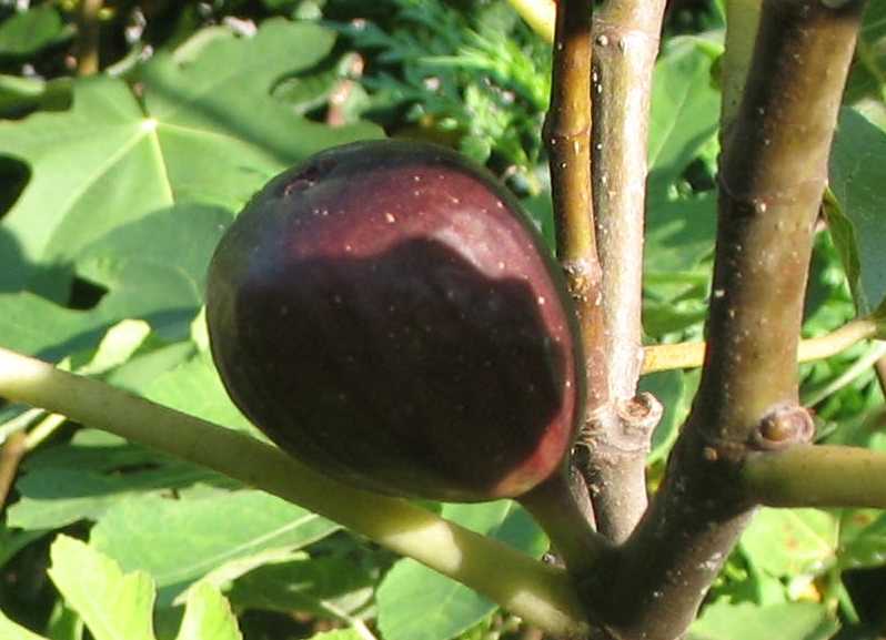 sultane-6 – Mountain Figs