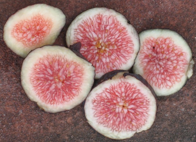 Sultane – Mountain Figs