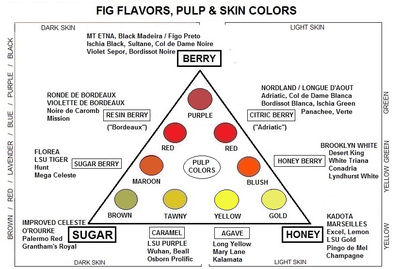 Fig Flavors, Pulp & Skin Colors – Mountain Figs