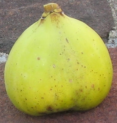 Figs & High Mountains – Mountain Figs