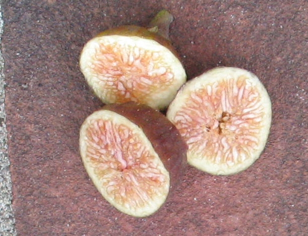 18 Excellent Fig Varieties – Mountain Figs