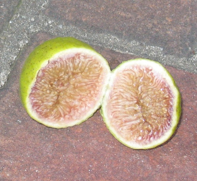 18 Excellent Fig Varieties – Mountain Figs