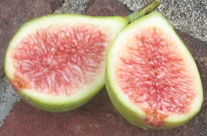 Figs & High Mountains – Mountain Figs