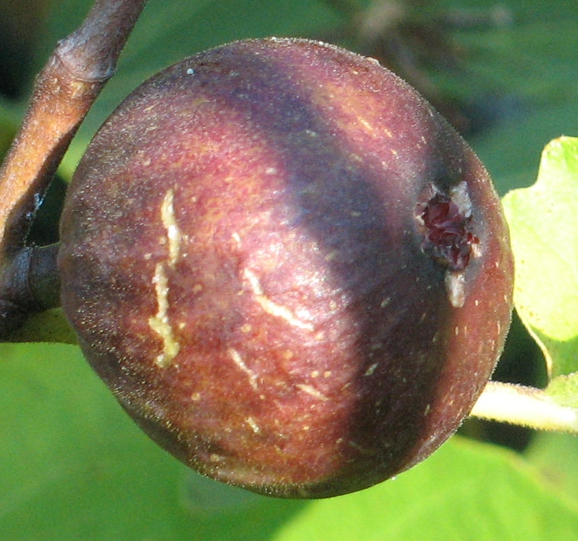 Brown Sugar Figs – Mountain Figs