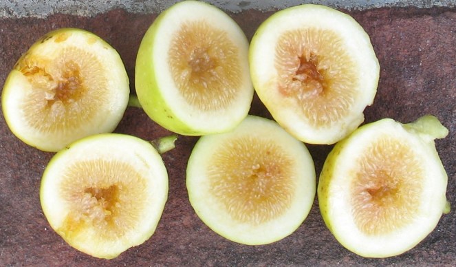 Agave Honey Figs – Mountain Figs