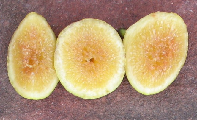 Agave Honey Figs – Mountain Figs