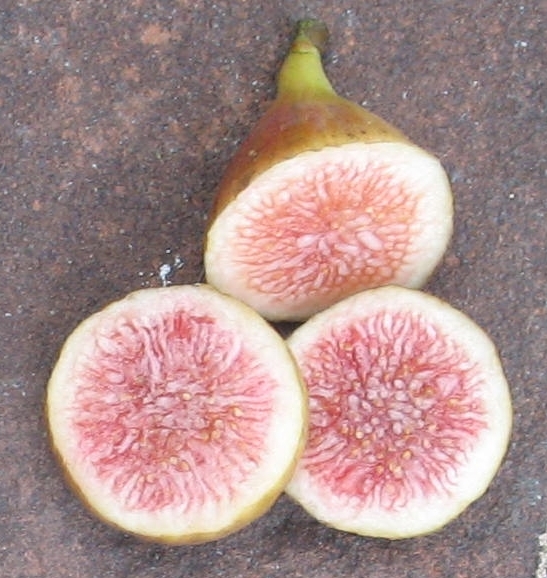 mega-celeste-10 – Mountain Figs