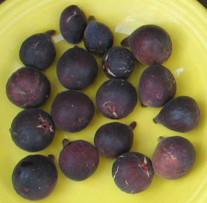 Punch Berry Figs – Mountain Figs