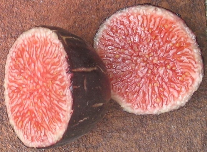 The Perfect Fig – Mountain Figs