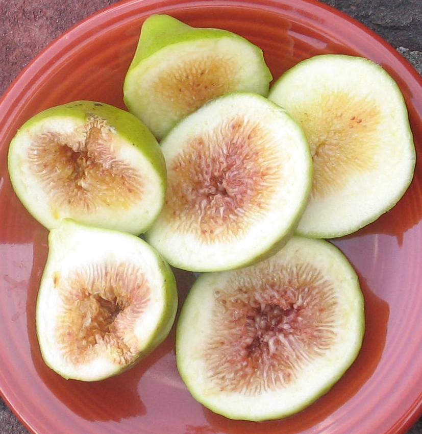 Fig Breba Crop Ripening Time Examples – Mountain Figs