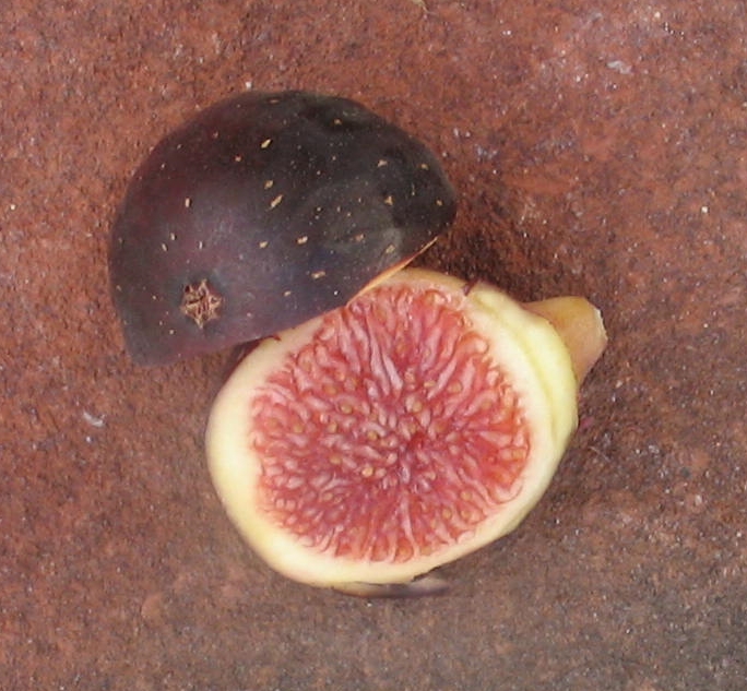 LSU Figs – Mountain Figs