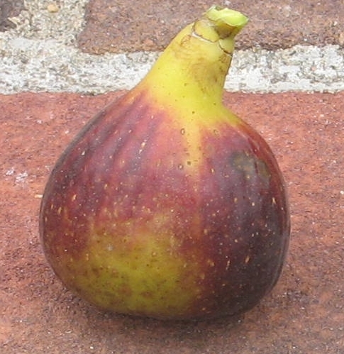 Clown Fig Aspera Versus Carica Clown Coats – Mountain Figs
