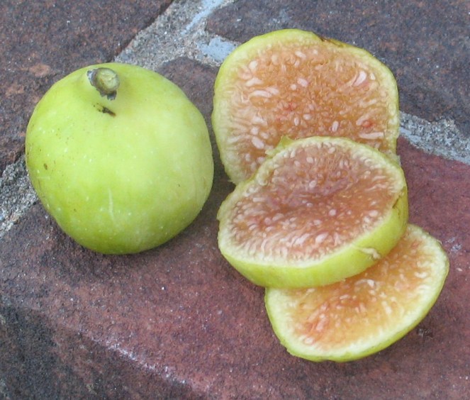 Honey-Berry Figs – Mountain Figs