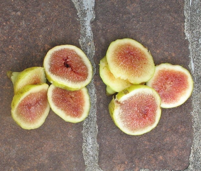 Honey-Berry Figs – Mountain Figs