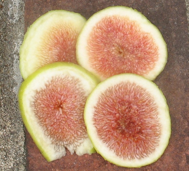 Figs & High Mountains – Mountain Figs
